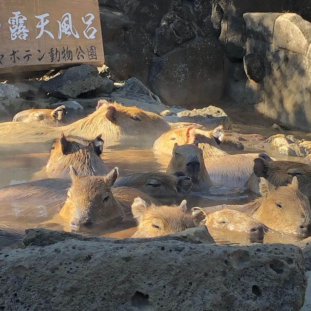 Izu Shaboten Zoo - Sightseeing Japan