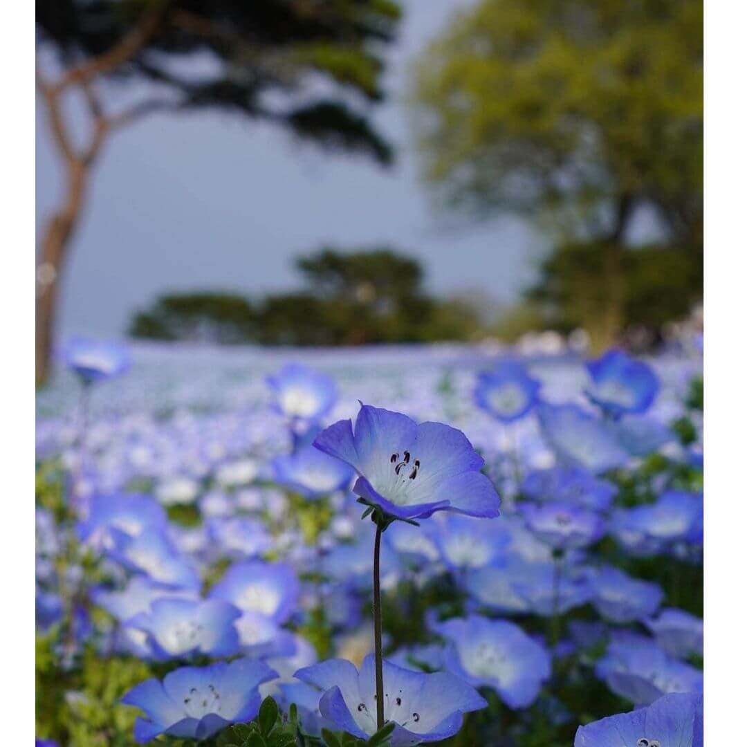 Hitachi Seaside National Park (国営ひたち海浜公園) - Sightseeing Japan