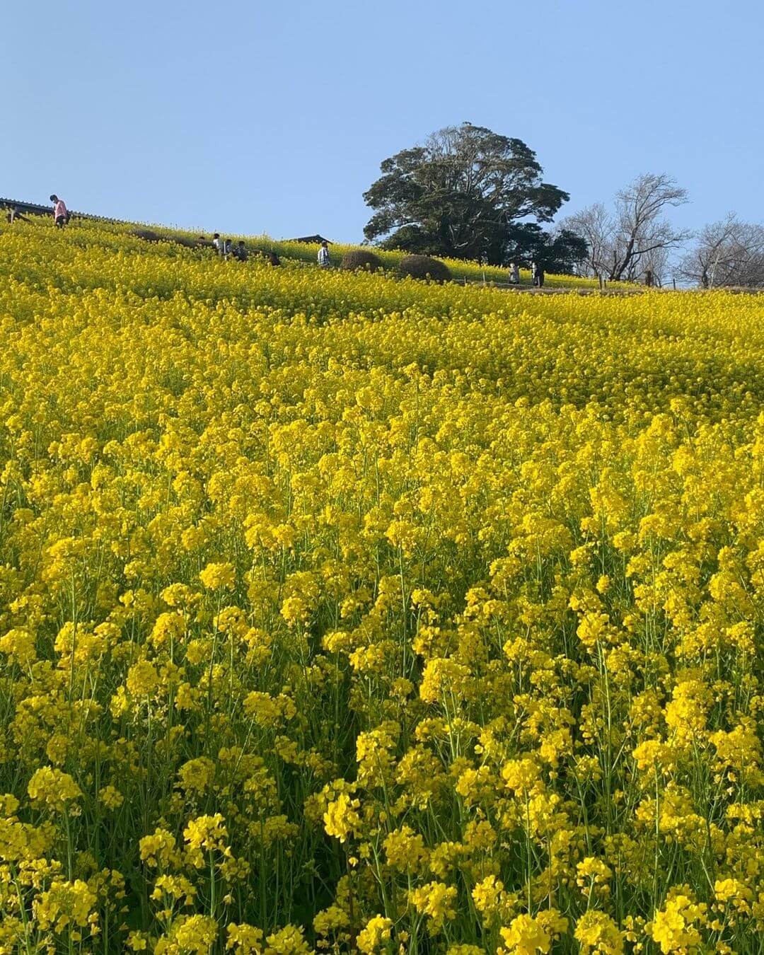 Mother Farm (マザー牧場) - Sightseeing Japan