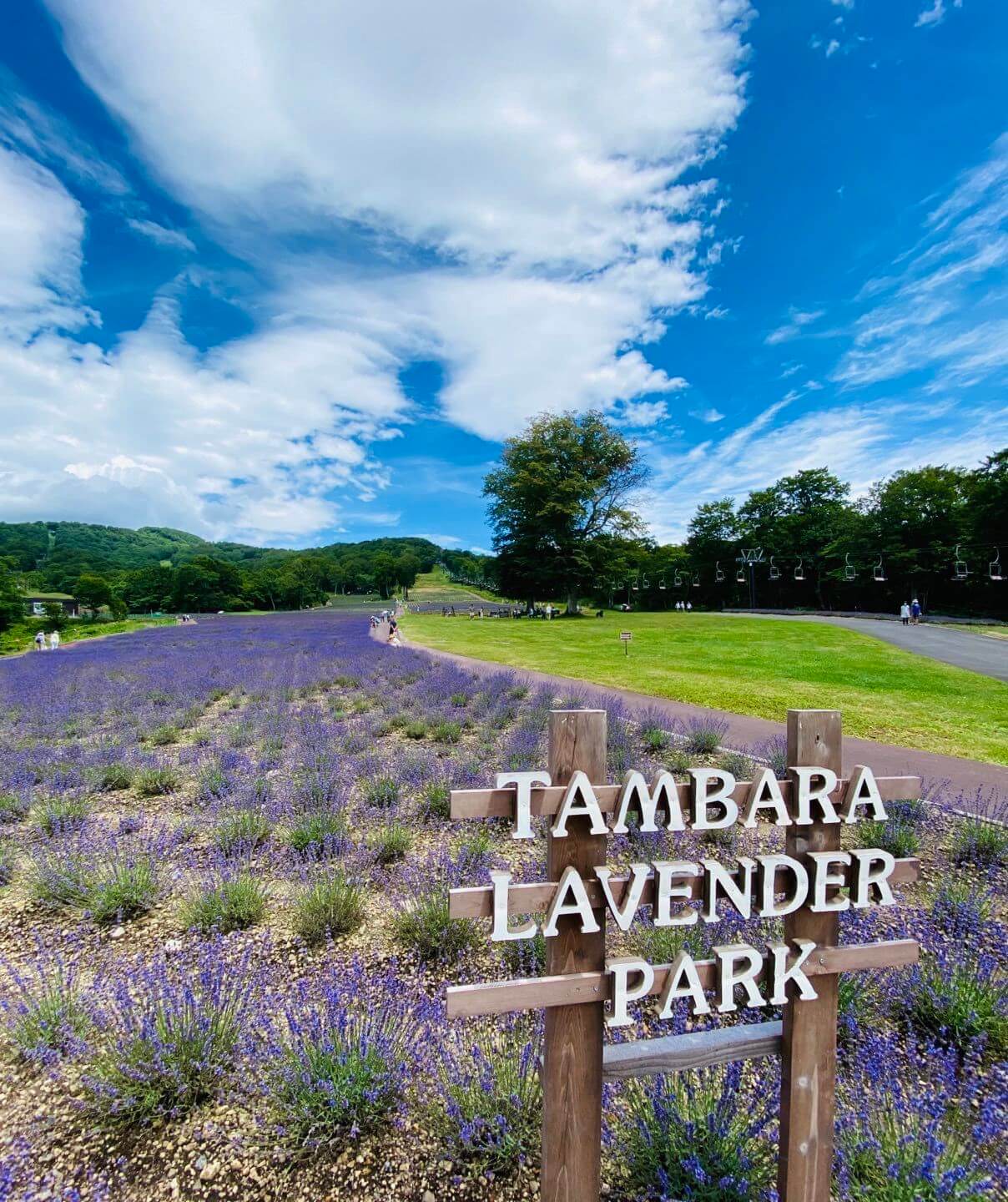 Tambara Lavender Park (たんばらラベンダーパーク) - Sightseeing Japan