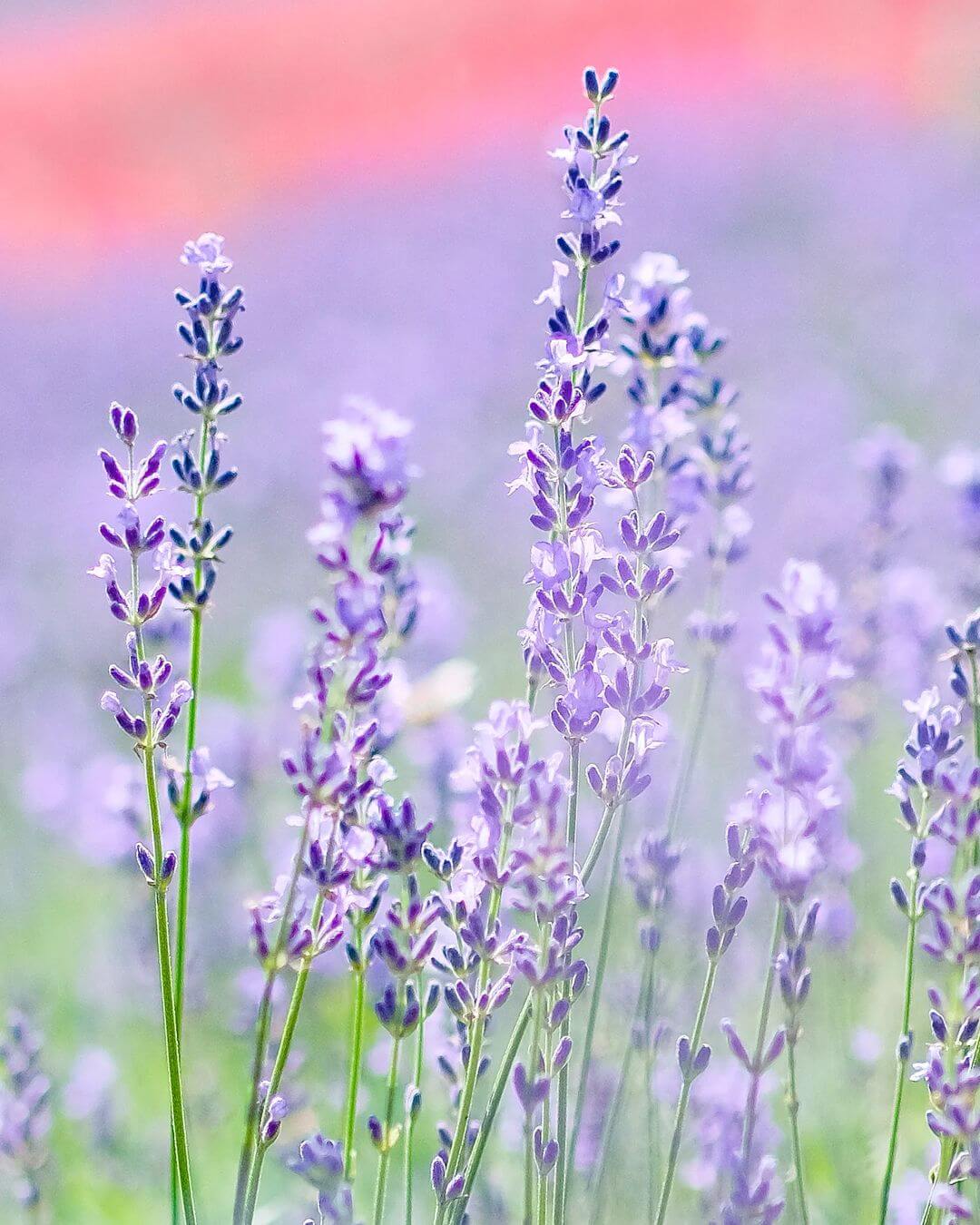 Tambara Lavender Park (たんばらラベンダーパーク) - Sightseeing Japan